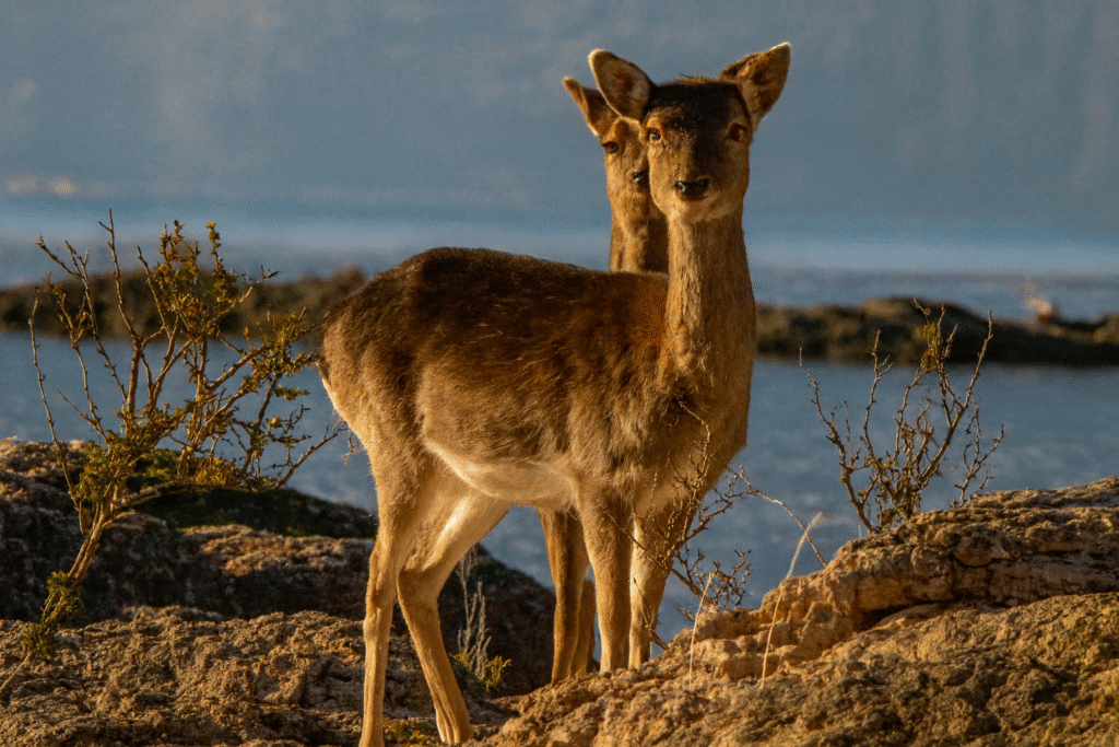 Isla Victoria Wild I Navegación, Trekking y gastronomía ...